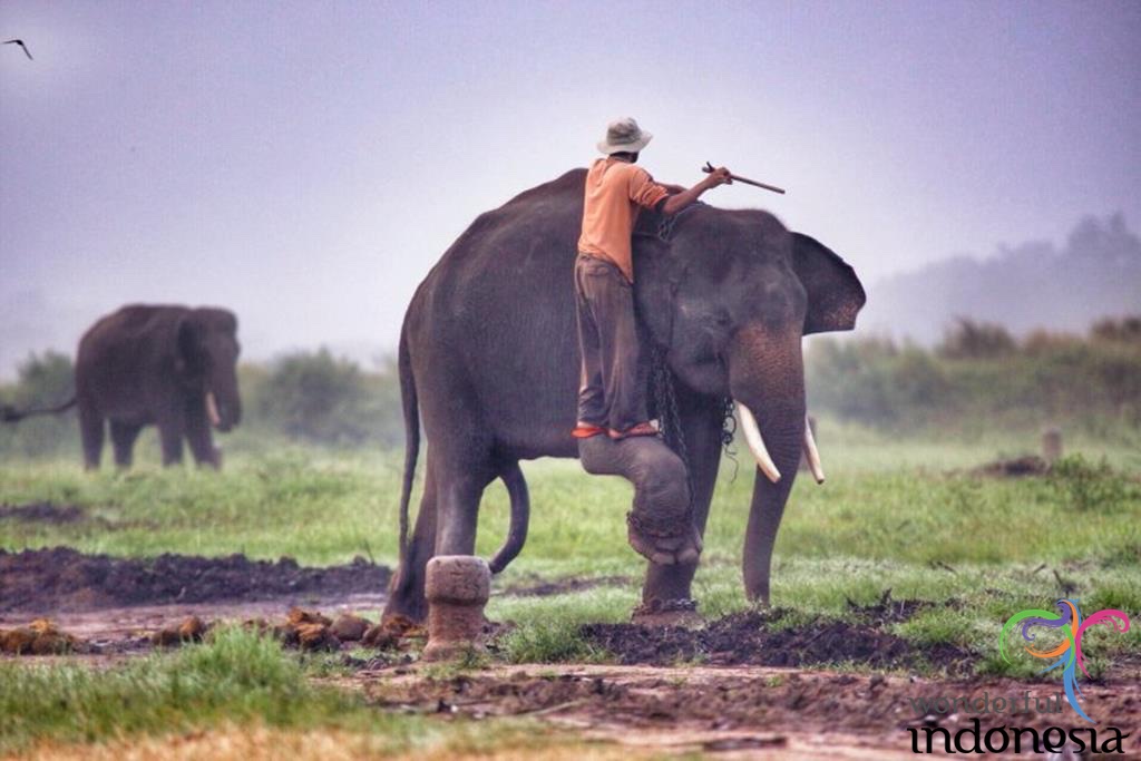 Lampung Tourism - Photo Gallery - way kambas national park lampung 9