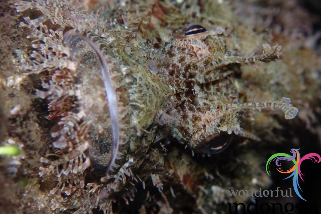 Moluccas - Maluku Tourism - Photo Gallery - dive banda island maluku 11