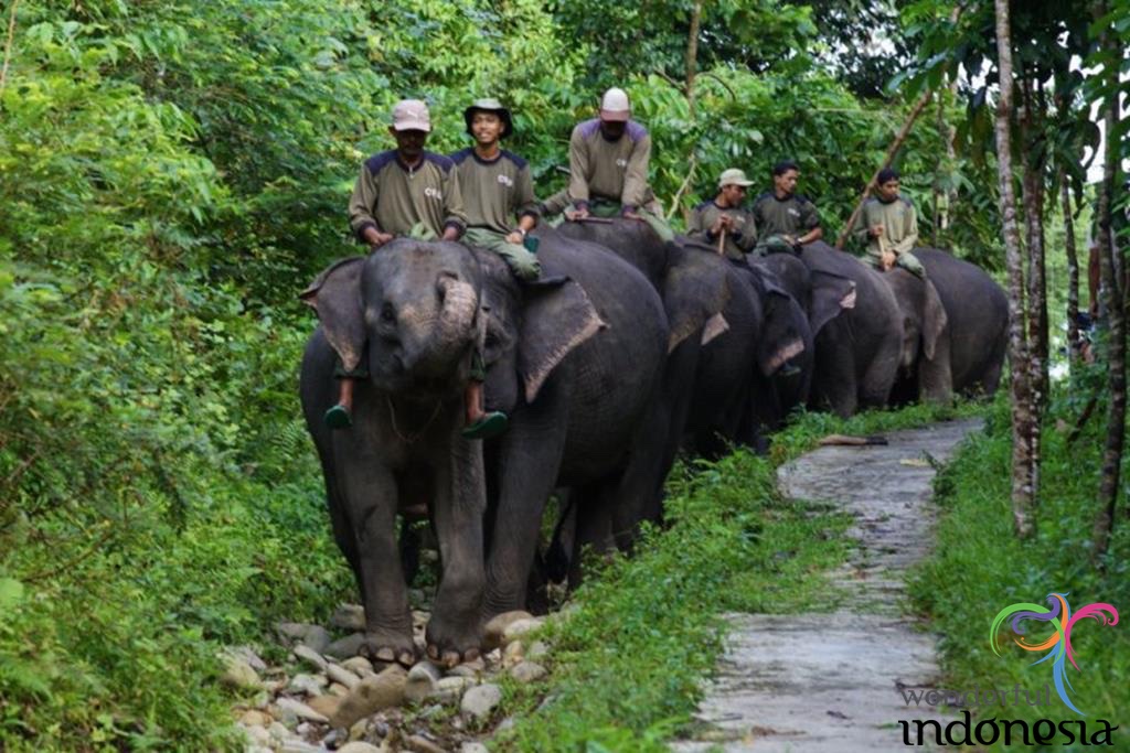 North Sumatra Tourism - Photo Gallery - tangkahan ecotourism langkat ...