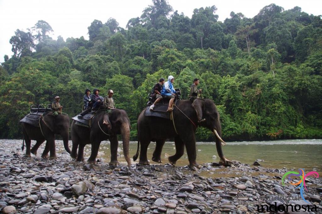North Sumatra Tourism - Photo Gallery - tangkahan ecotourism langkat ...