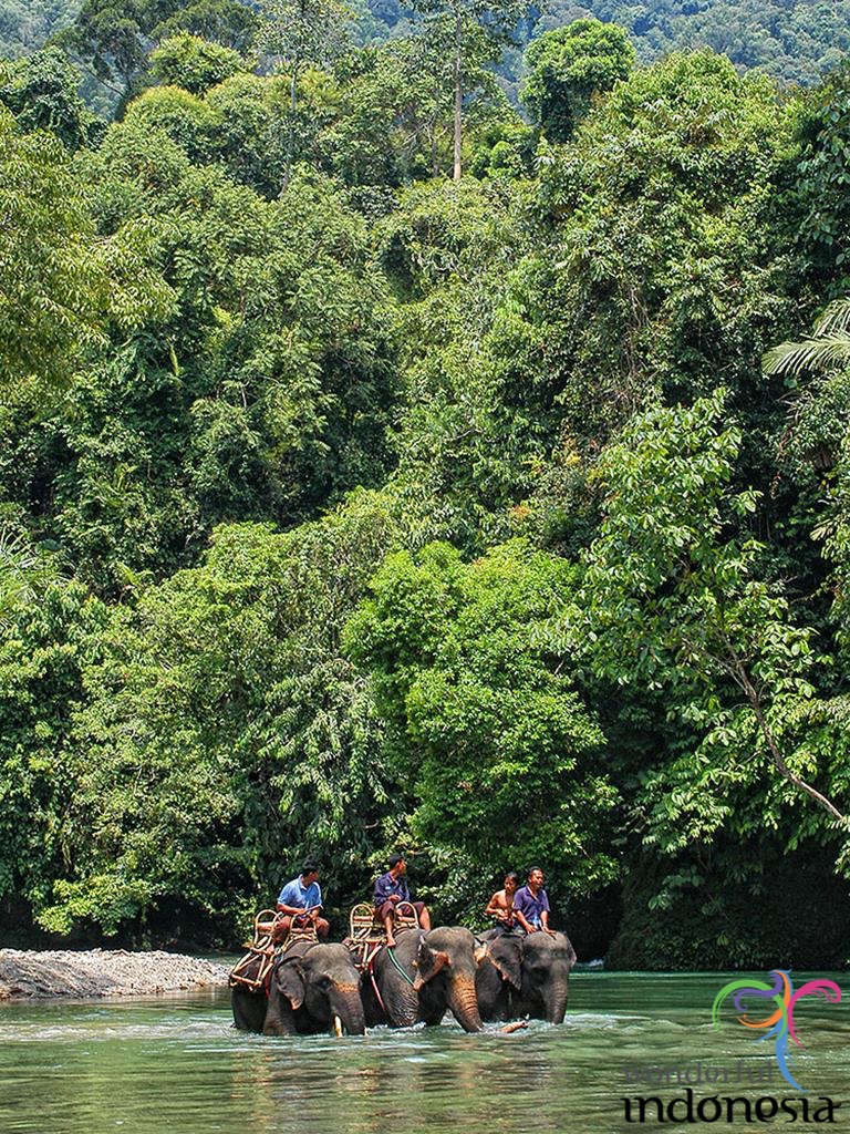 North Sumatra Tourism - Photo Gallery - tangkahan ecotourism langkat ...