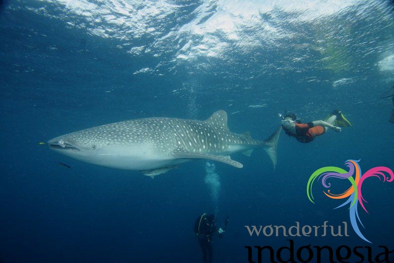 Papua Tourism - Photo Gallery - cendrawasih bay papua 1 Papua Tourism - Photo Gallery - cendrawasih bay papua 1