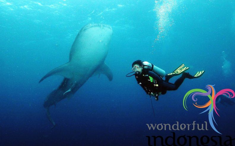 Papua Tourism - Photo Gallery - cendrawasih bay papua 4 Papua Tourism - Photo Gallery - cendrawasih bay papua 4