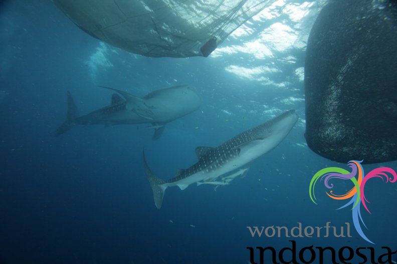 Papua Tourism - Photo Gallery - cendrawasih bay papua 5 Papua Tourism - Photo Gallery - cendrawasih bay papua 5