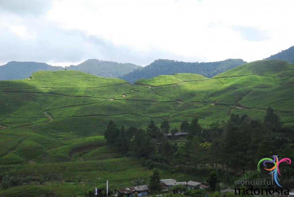 West Java Tourism - Photo Gallery - puncak mountain pass west java 2