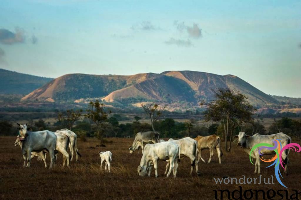 West Nusa Tenggara Tourism - Photo Gallery - dompu regency sumbawa island 1